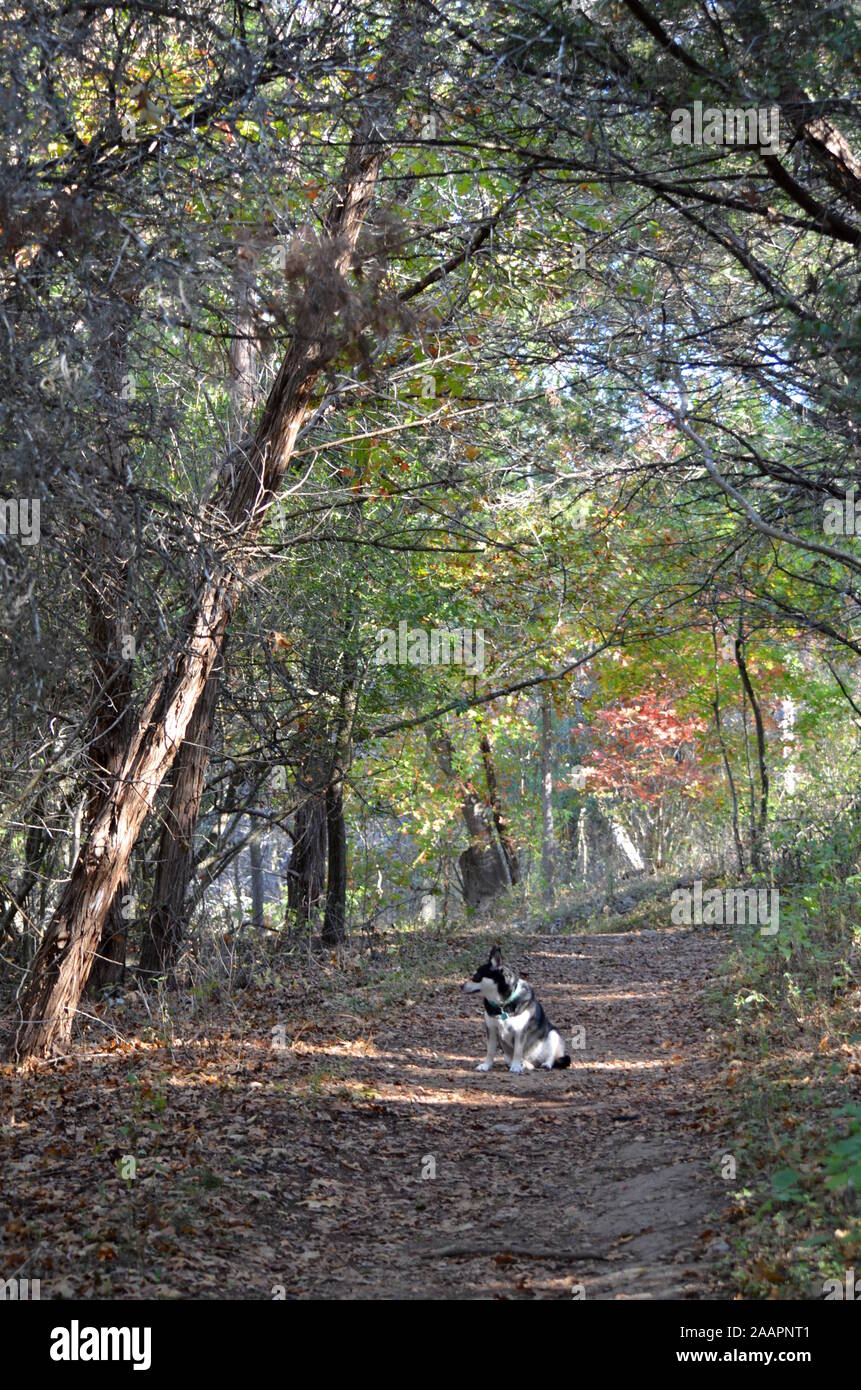 River, the husky-mutt, at McKinney Falls, just outside of Austin, Texas ...