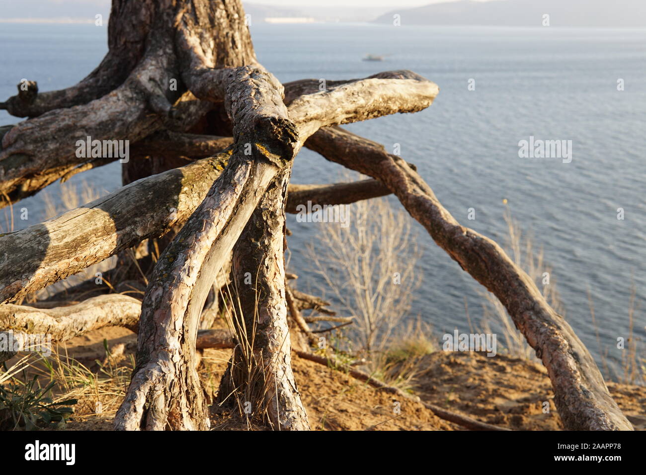 Curved tree roots hi-res stock photography and images - Alamy
