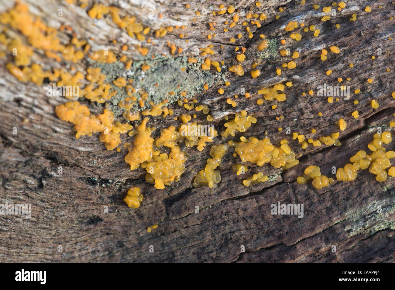 Fungus: Lemon Disco (Bisporella citrina Stock Photo - Alamy