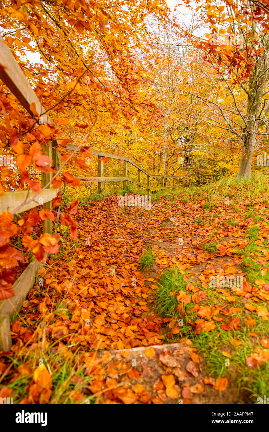 Beautiful autumnal landscape. Autumn seasonal leaves, natural ...