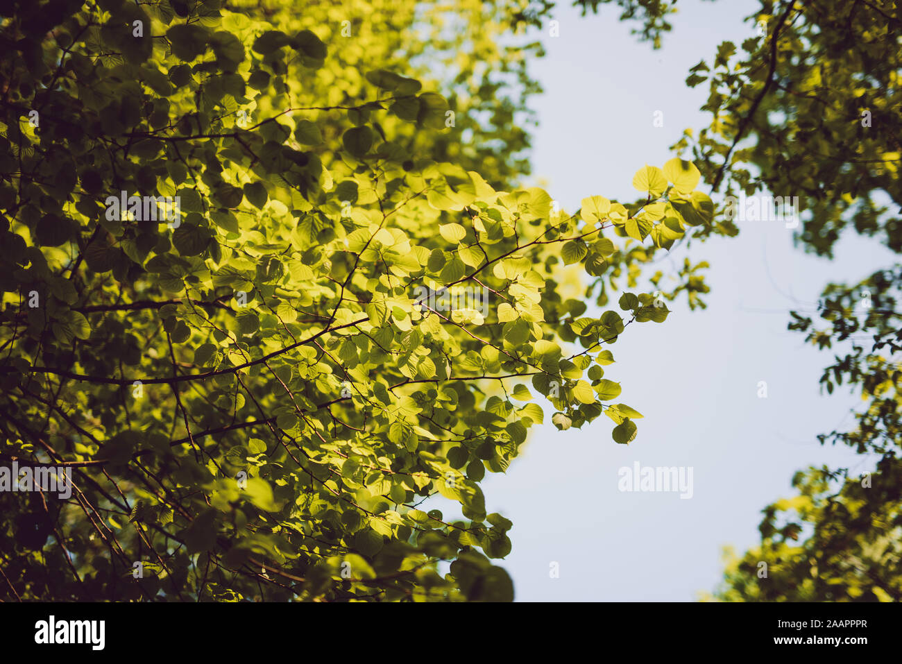 Green leaves growing in on the trees background. Early spring time ...