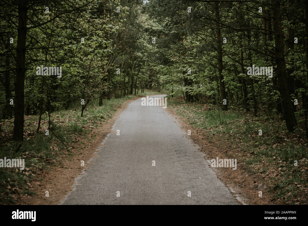 Sunny Path through a Forest in Summer time. Nature background Stock ...