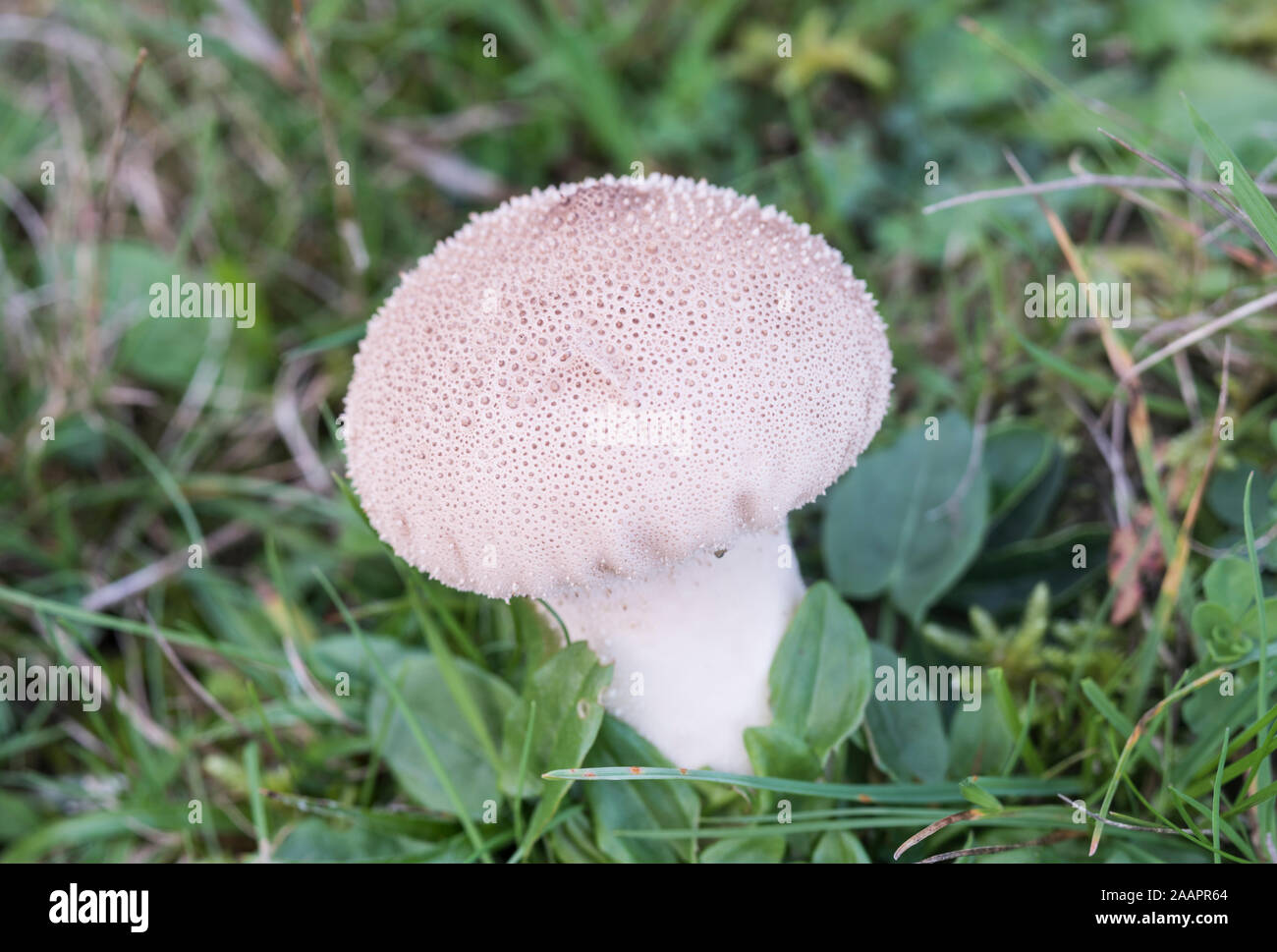 Lycoperdon species hi-res stock photography and images - Alamy