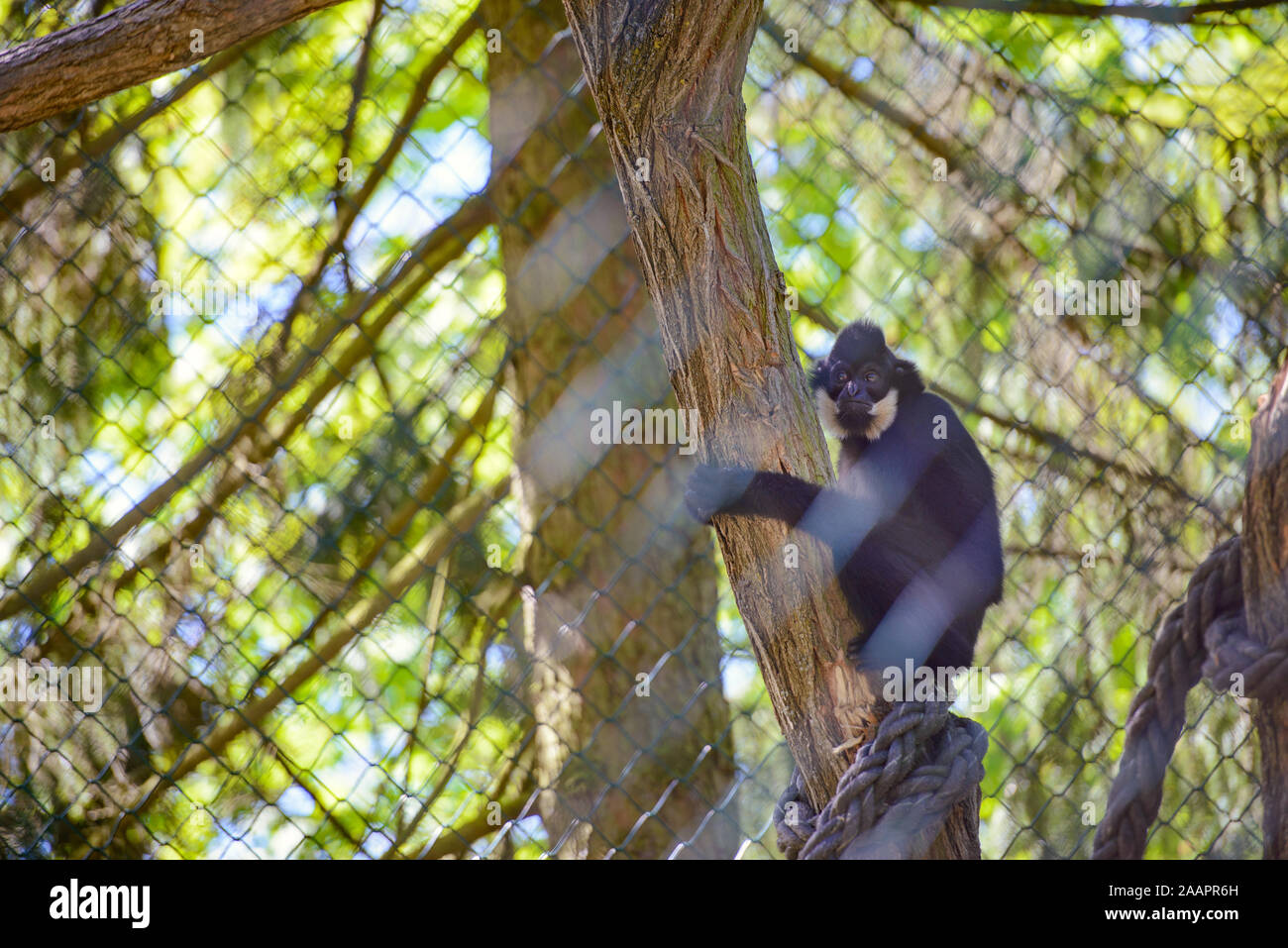 Young Chimpanzee Swinging and Jumping from a Tree Stock Photo - Alamy