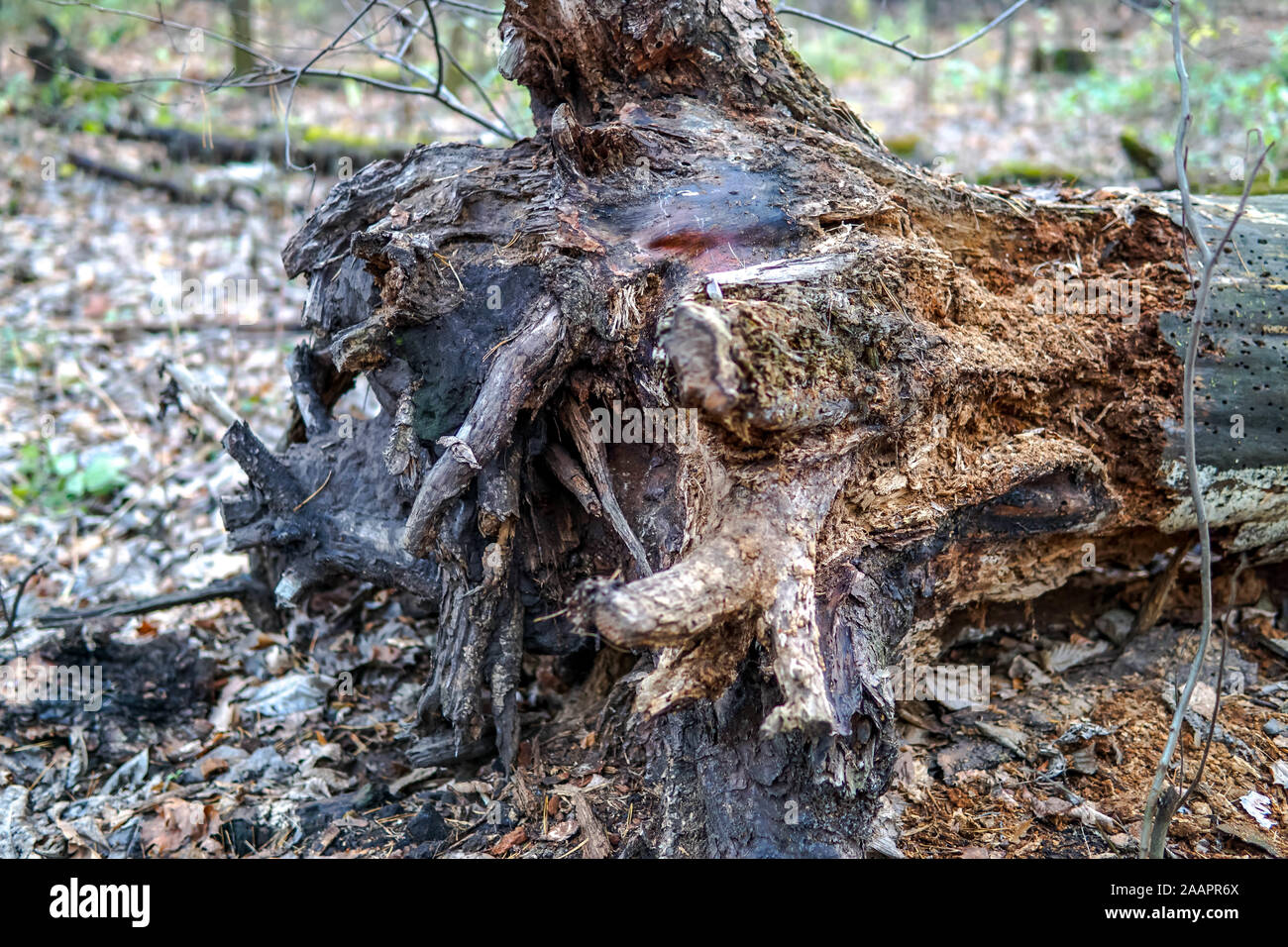 The stump of some decayed old fallen tree in the woods Stock Photo - Alamy