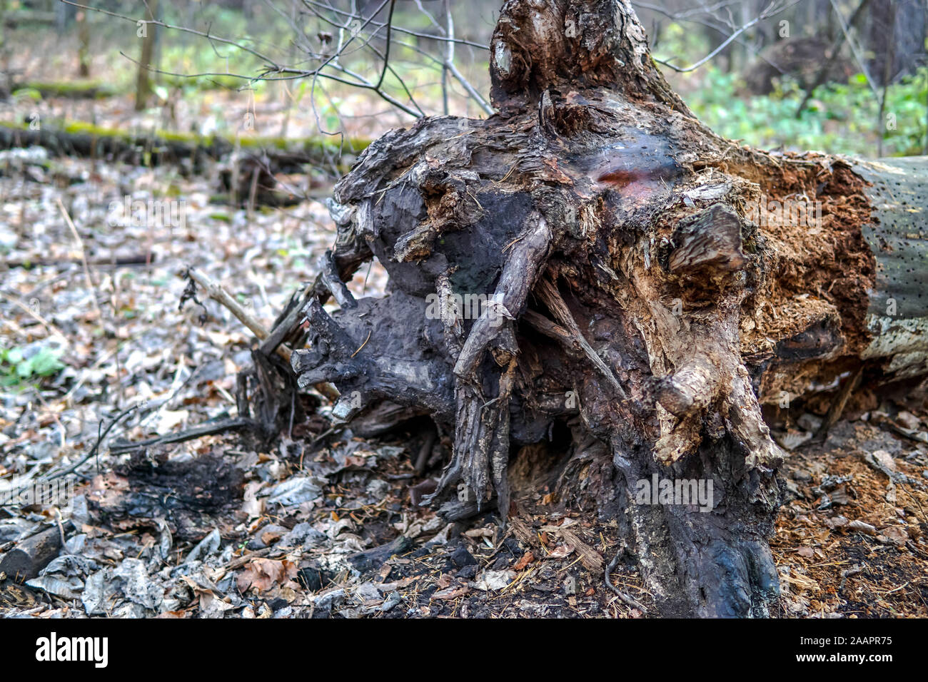 The stump of some decayed old fallen tree in the woods Stock Photo - Alamy