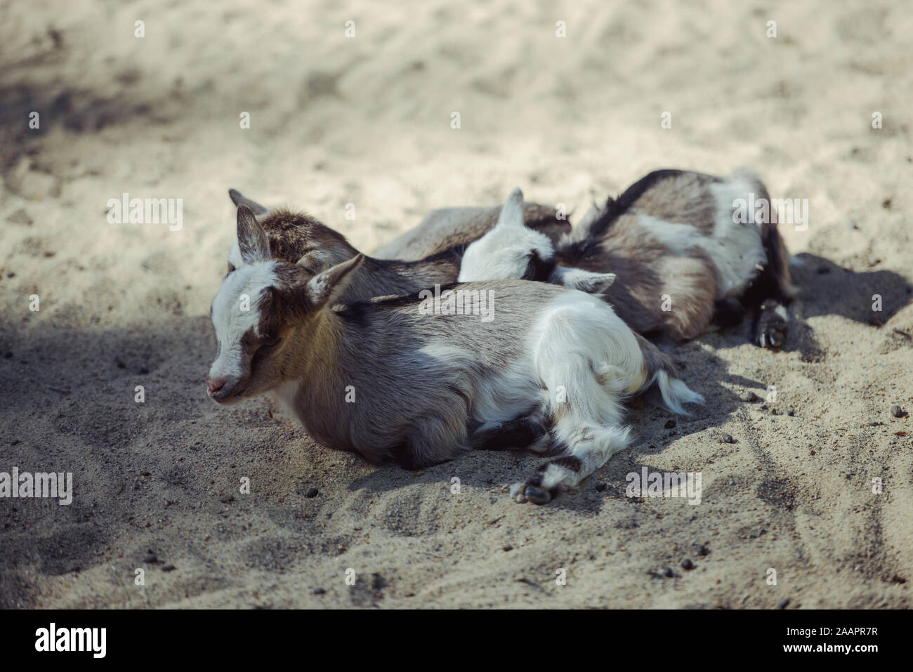 Three baby goat resting on the ground on sunny day in the farm Stock ...