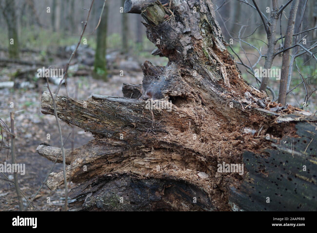 The stump of some decayed old fallen tree in the woods Stock Photo - Alamy