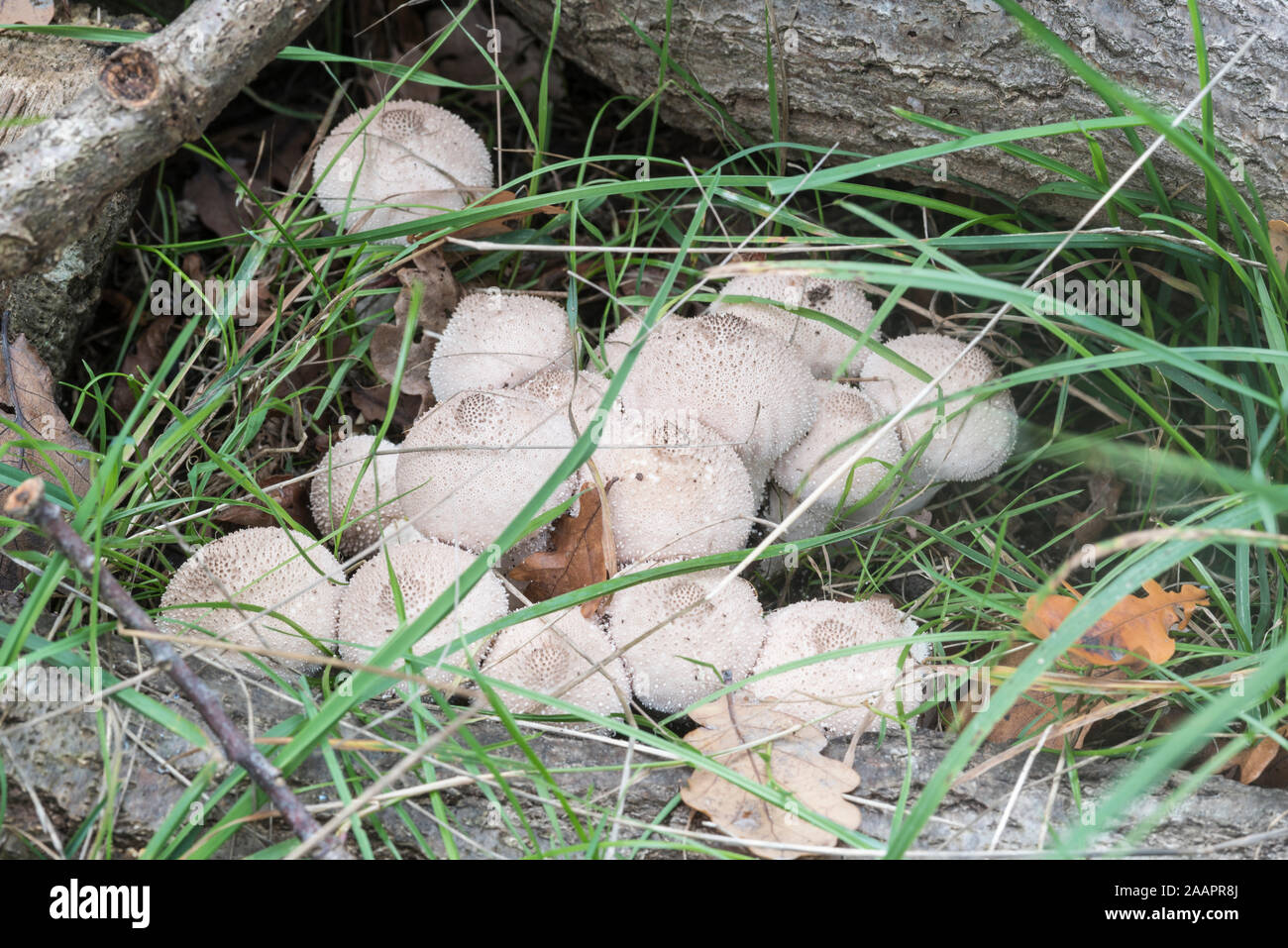 Puffball (Lycoperdon species Stock Photo - Alamy