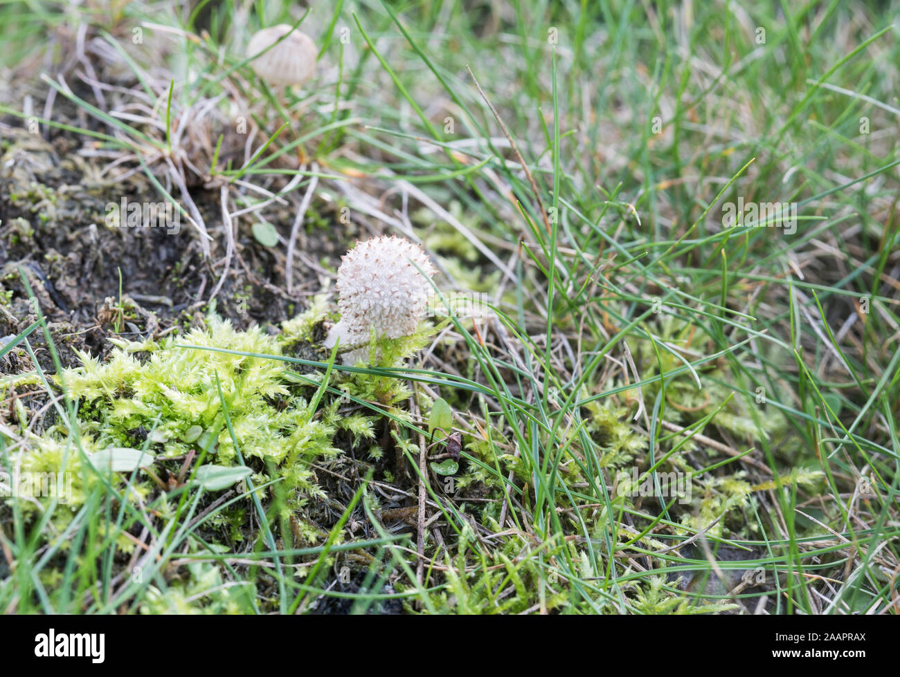 Lycoperdon Species High Resolution Stock Photography and Images - Alamy