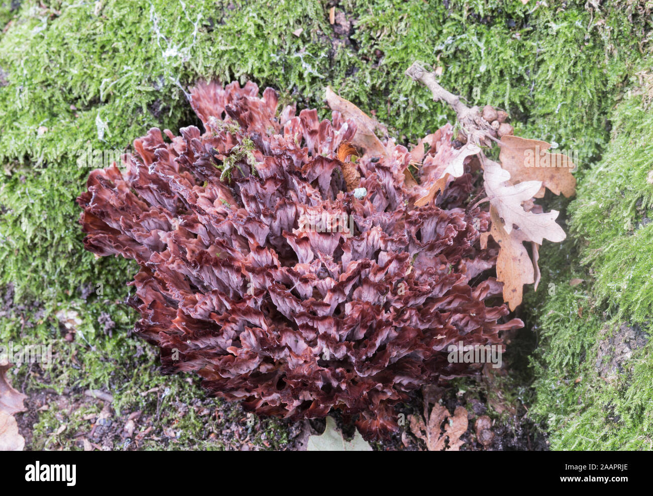Fungus: Zoned Rosette (Podoscypha multizonata Stock Photo - Alamy