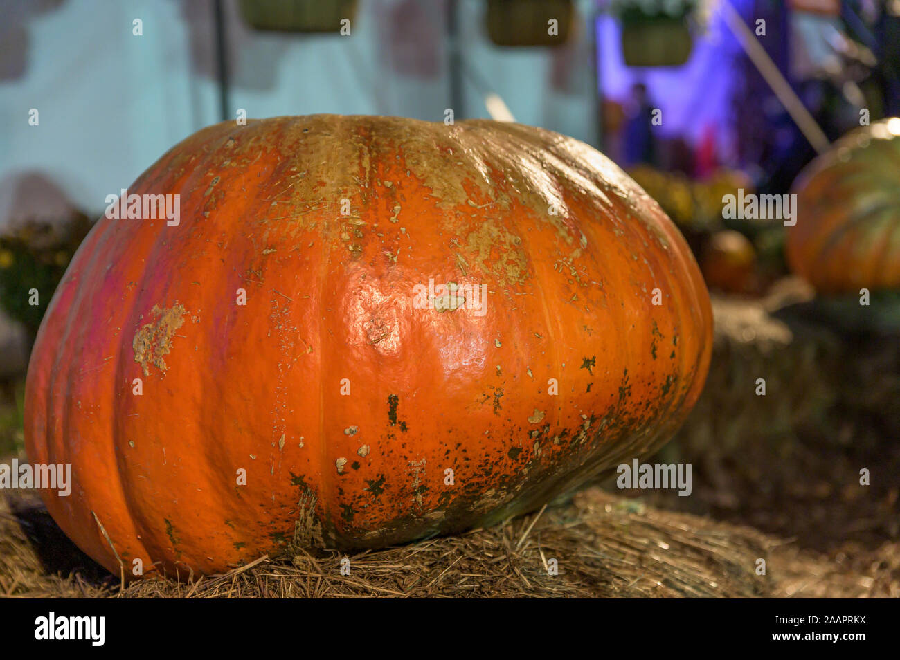 Heavy giant pumpkin hi-res stock photography and images - Alamy