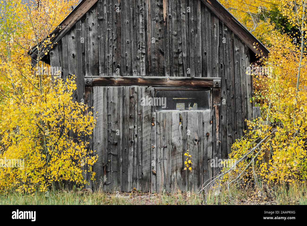 Barn and Fall colors, Silverton, Colorado USA Stock Photo - Alamy