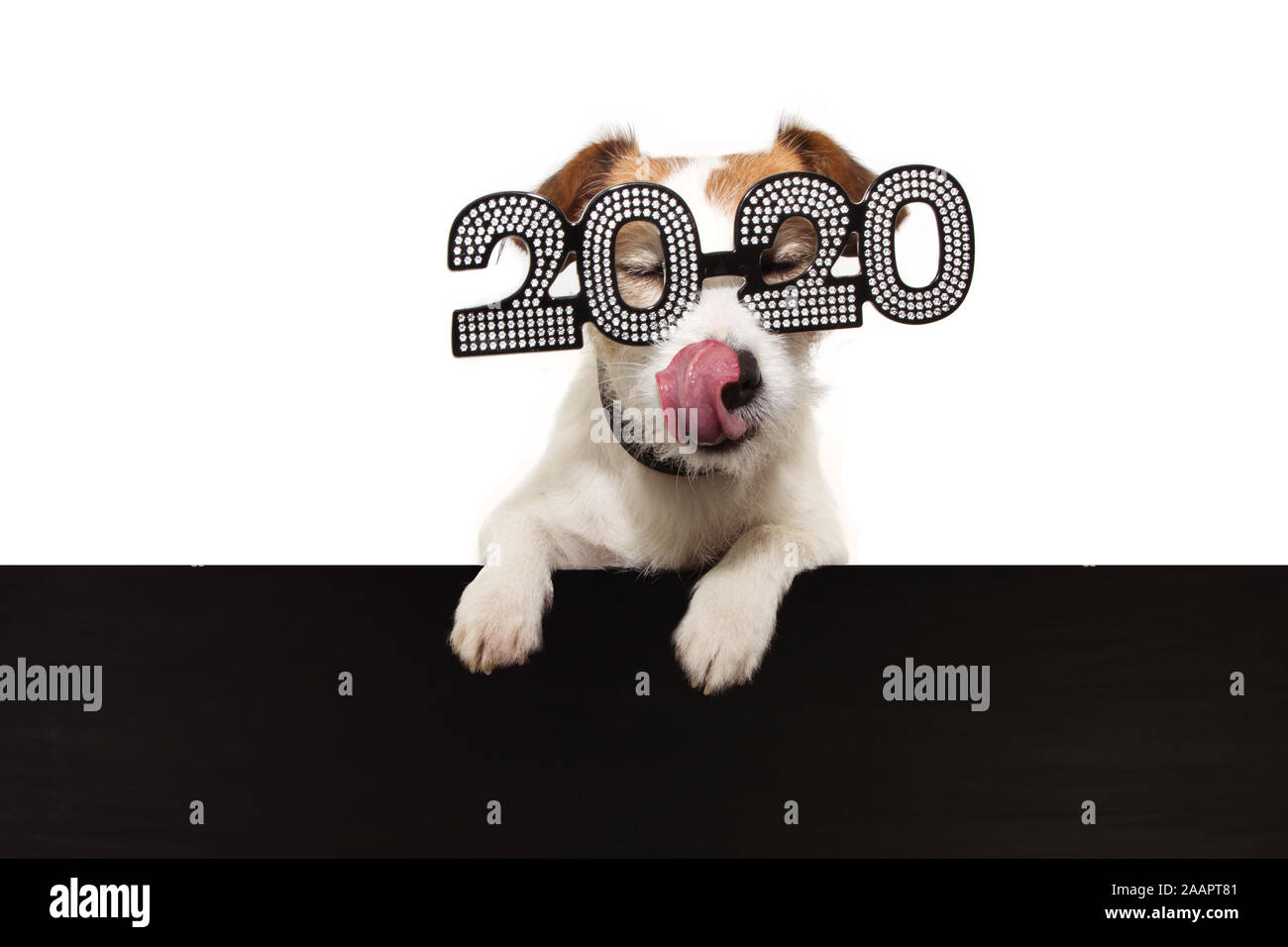 dog new year with paws over black edge linking with tongue its nose and ...