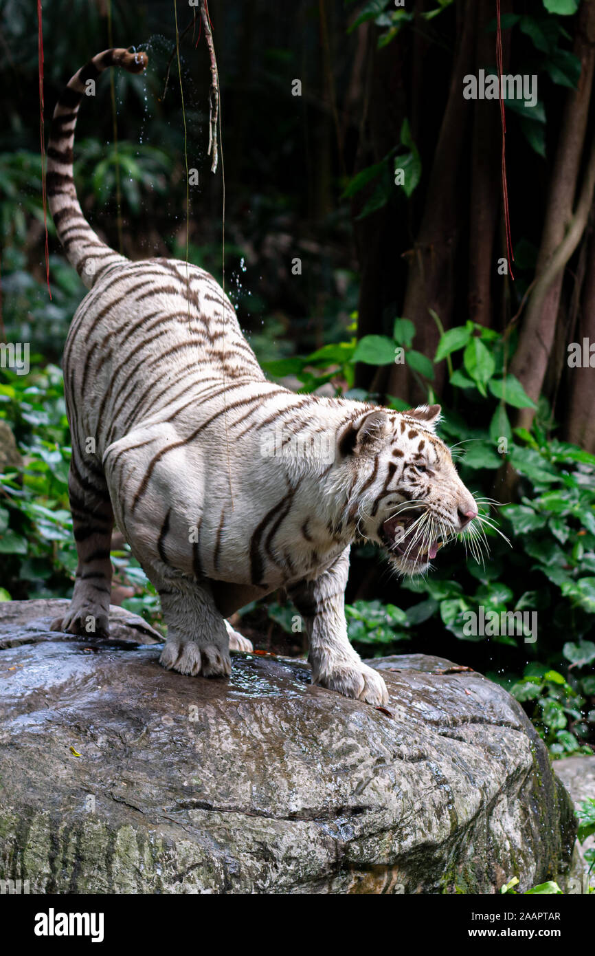 White Tiger - Portrait - Feeding Stock Photo - Alamy