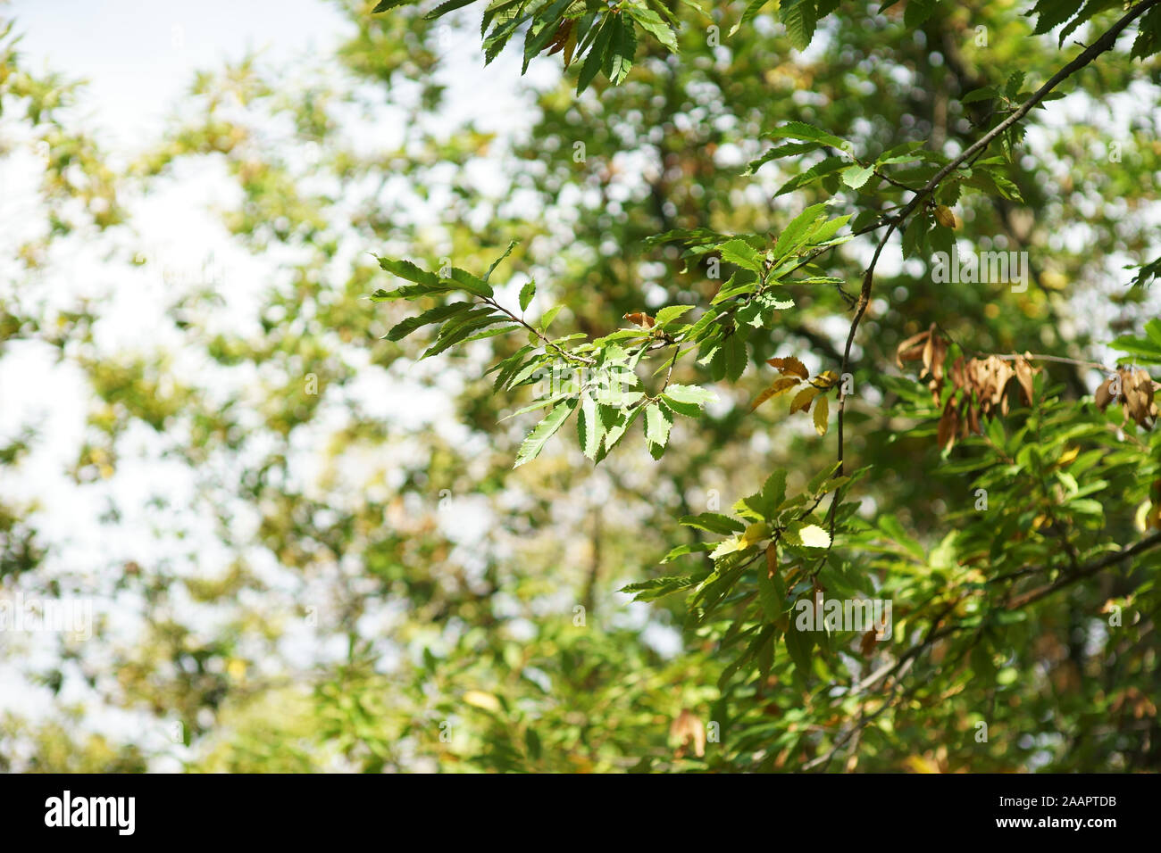 Chestnut grove hi-res stock photography and images - Alamy