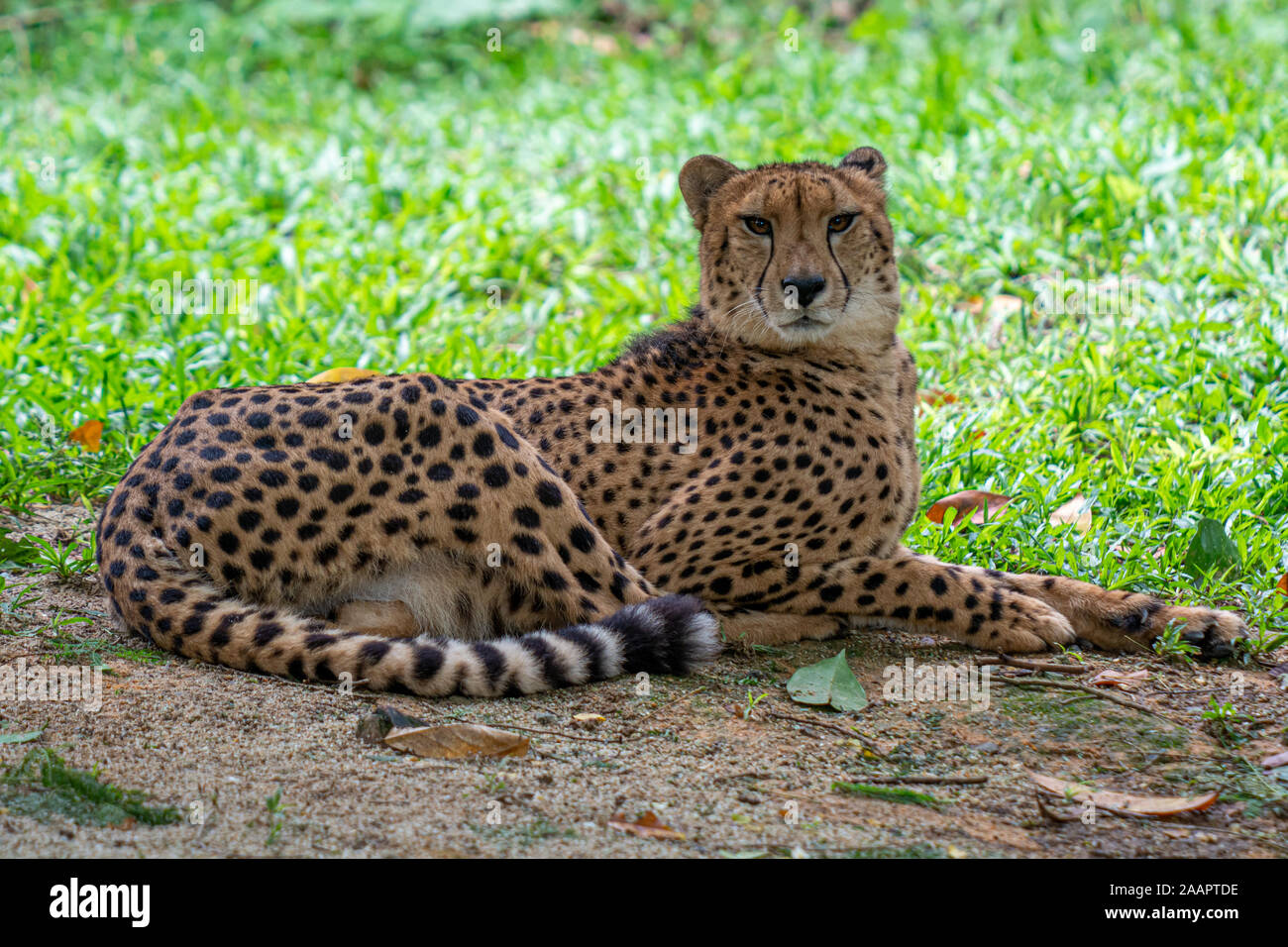 Cheetah - Zoo - Hunting Stock Photo - Alamy