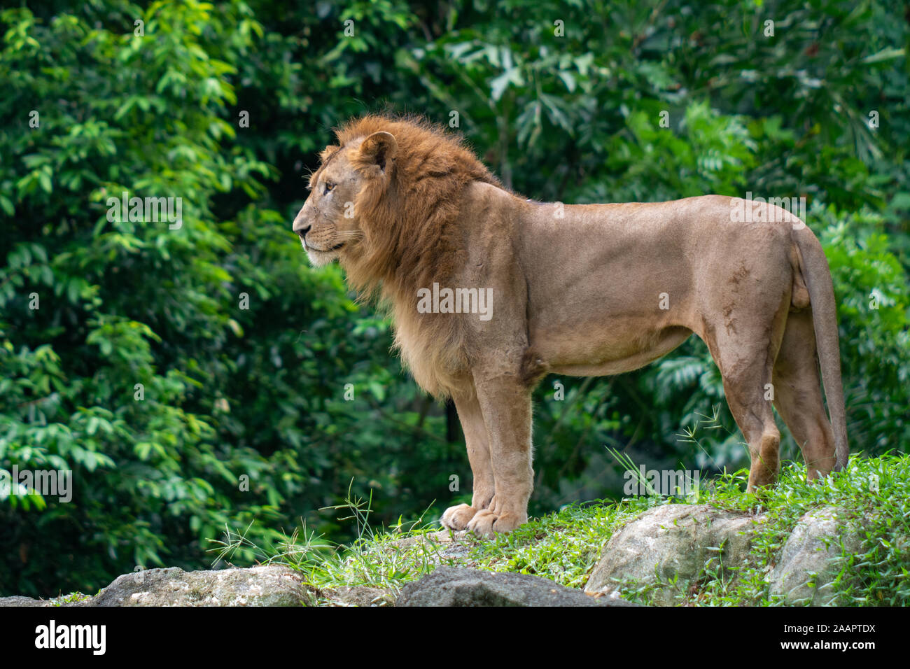Lion of jungle hi-res stock photography and images - Alamy