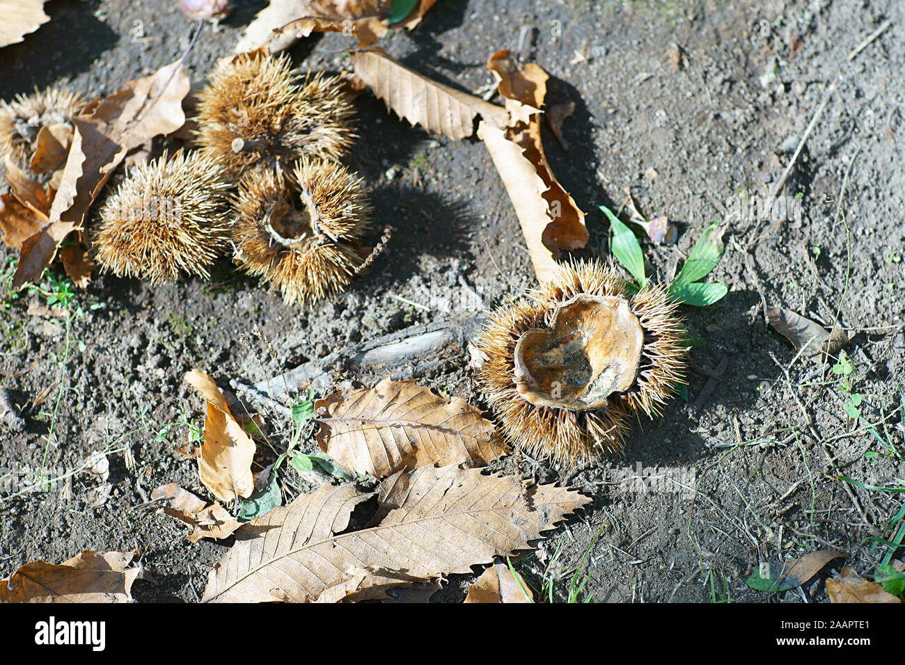 Chestnut tree in italy hi-res stock photography and images - Alamy