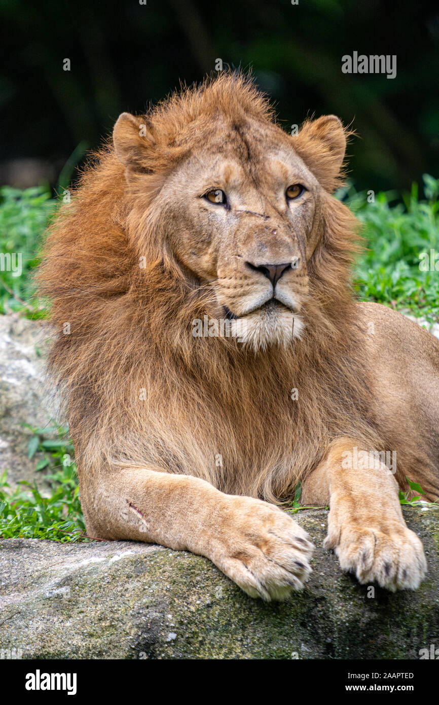 Lion - King is Back Stock Photo - Alamy
