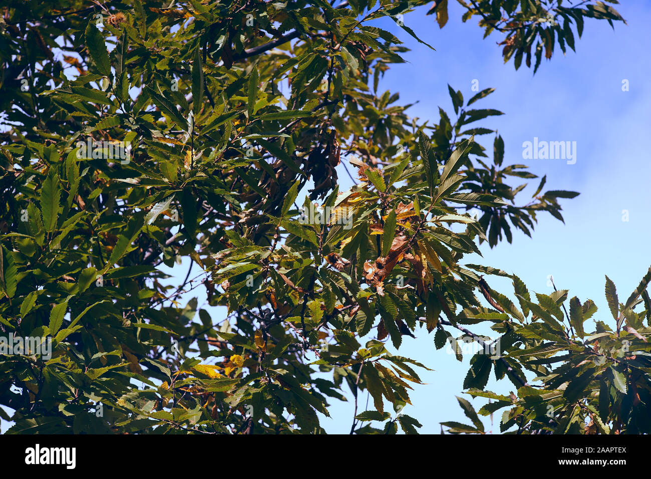 Chestnut grove hi-res stock photography and images - Alamy