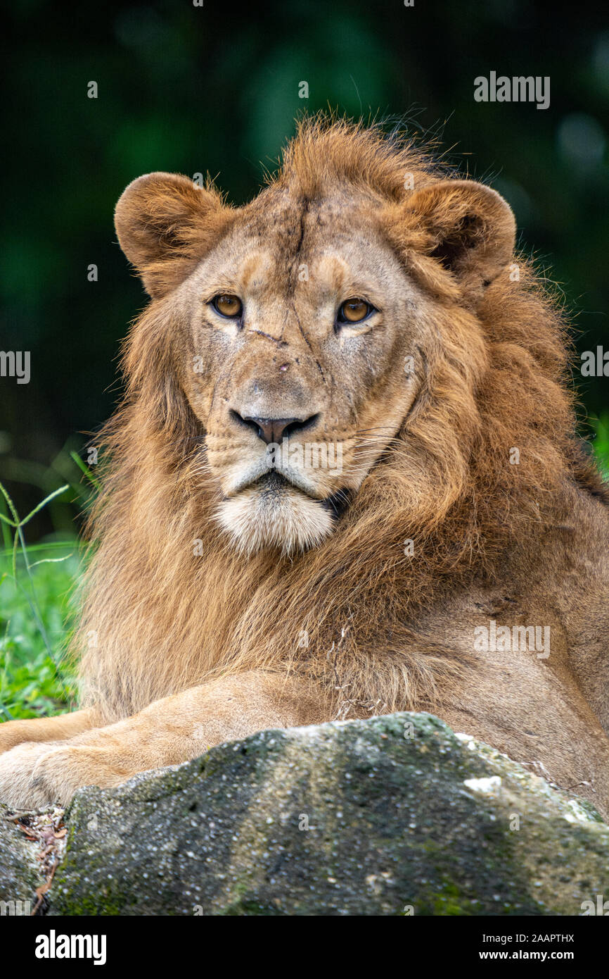 Lion - King is Back Stock Photo - Alamy