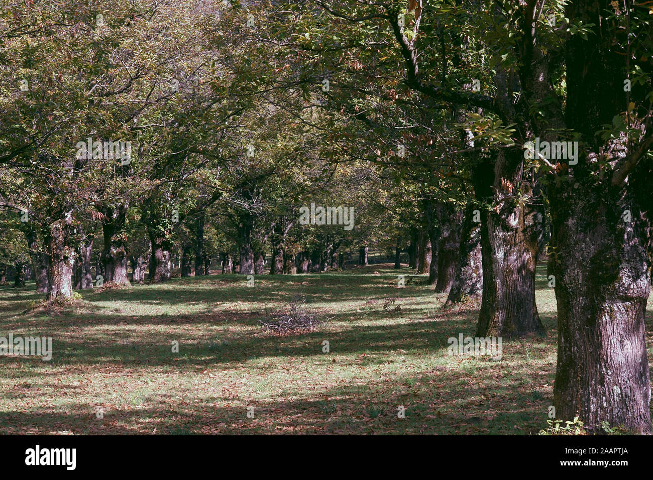 Chestnut grove hi-res stock photography and images - Alamy