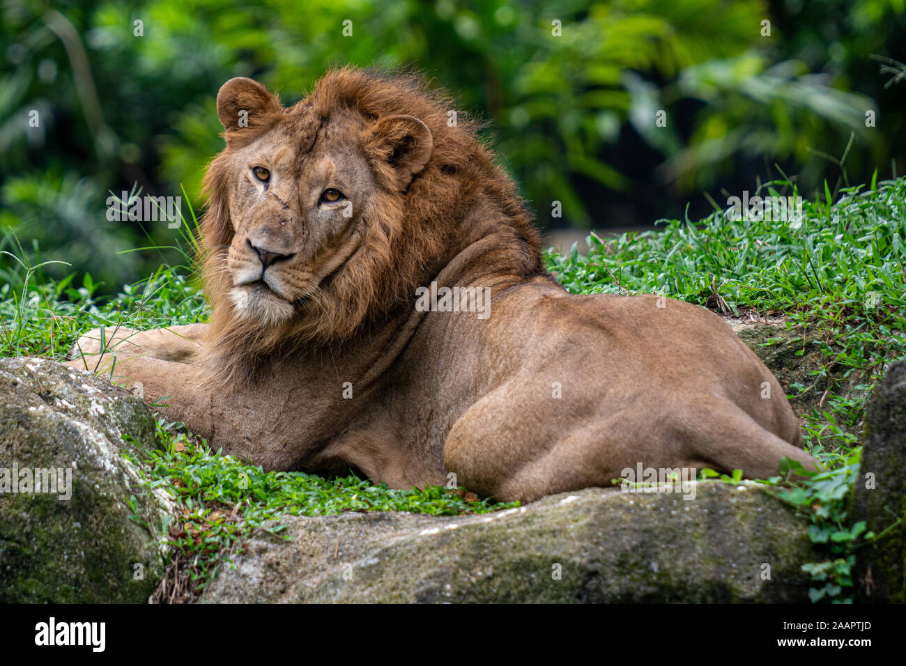 Lion - King is Back Stock Photo - Alamy