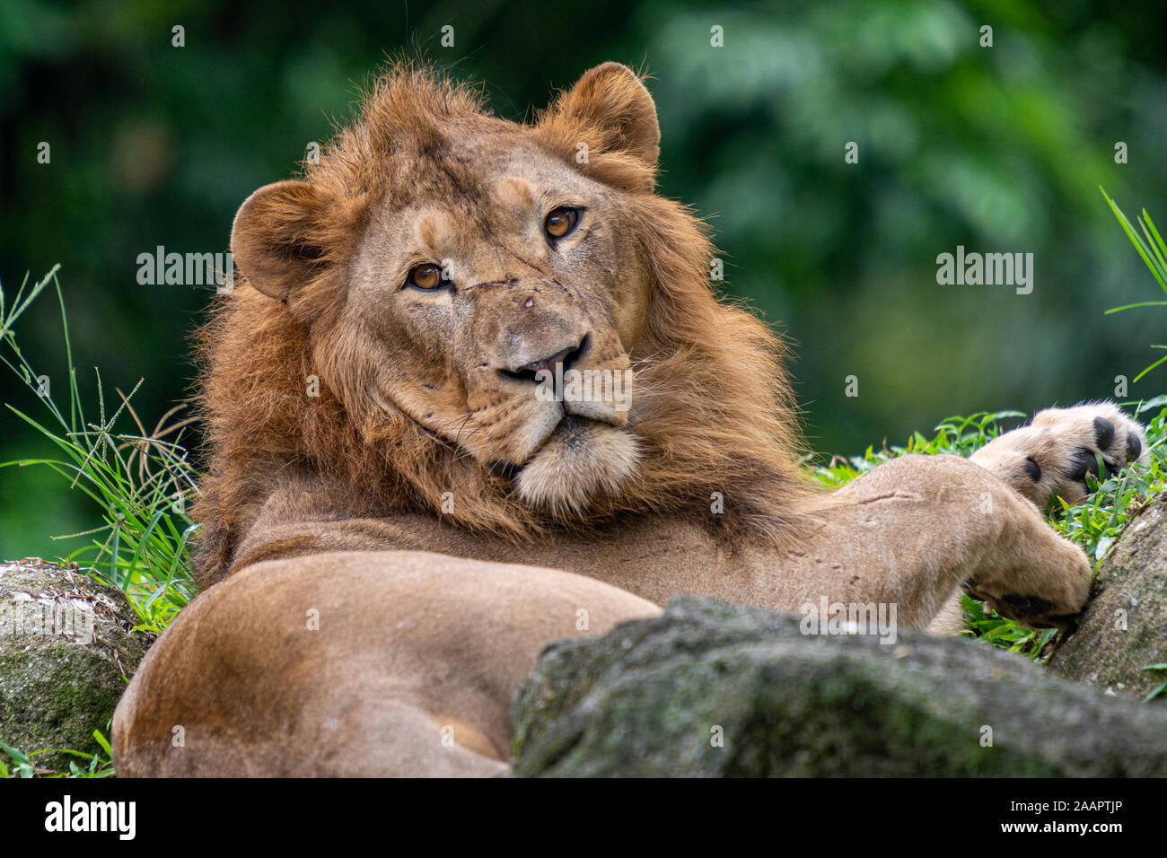 Lion of jungle hi-res stock photography and images - Alamy