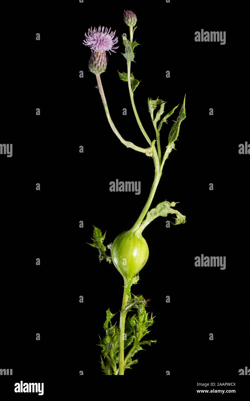 An example of a thistle gall on a Creeping Thistle, Cirsium arvense ...