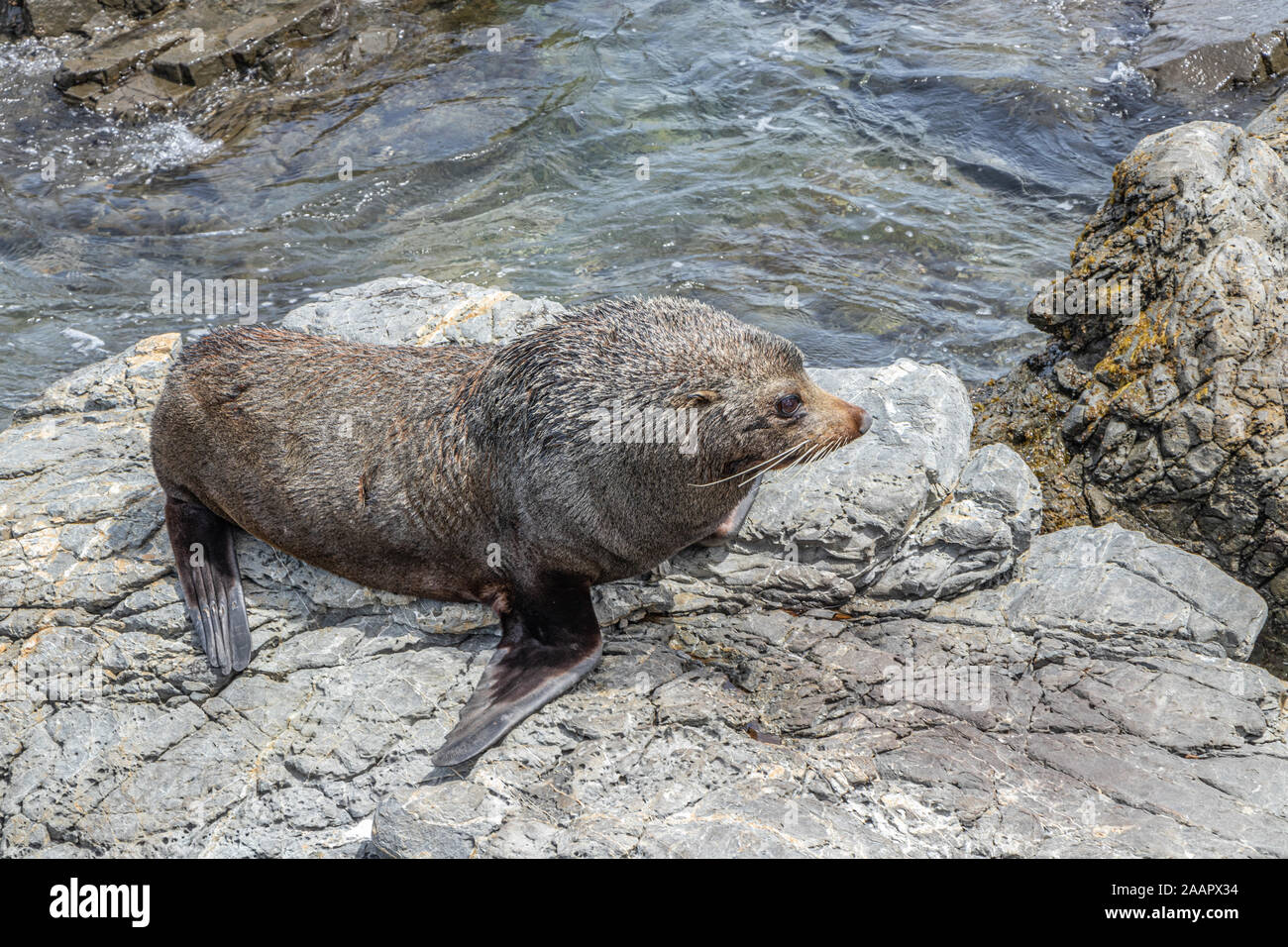 New Zealand Fur Seal standing on rock Stock Photo - Alamy