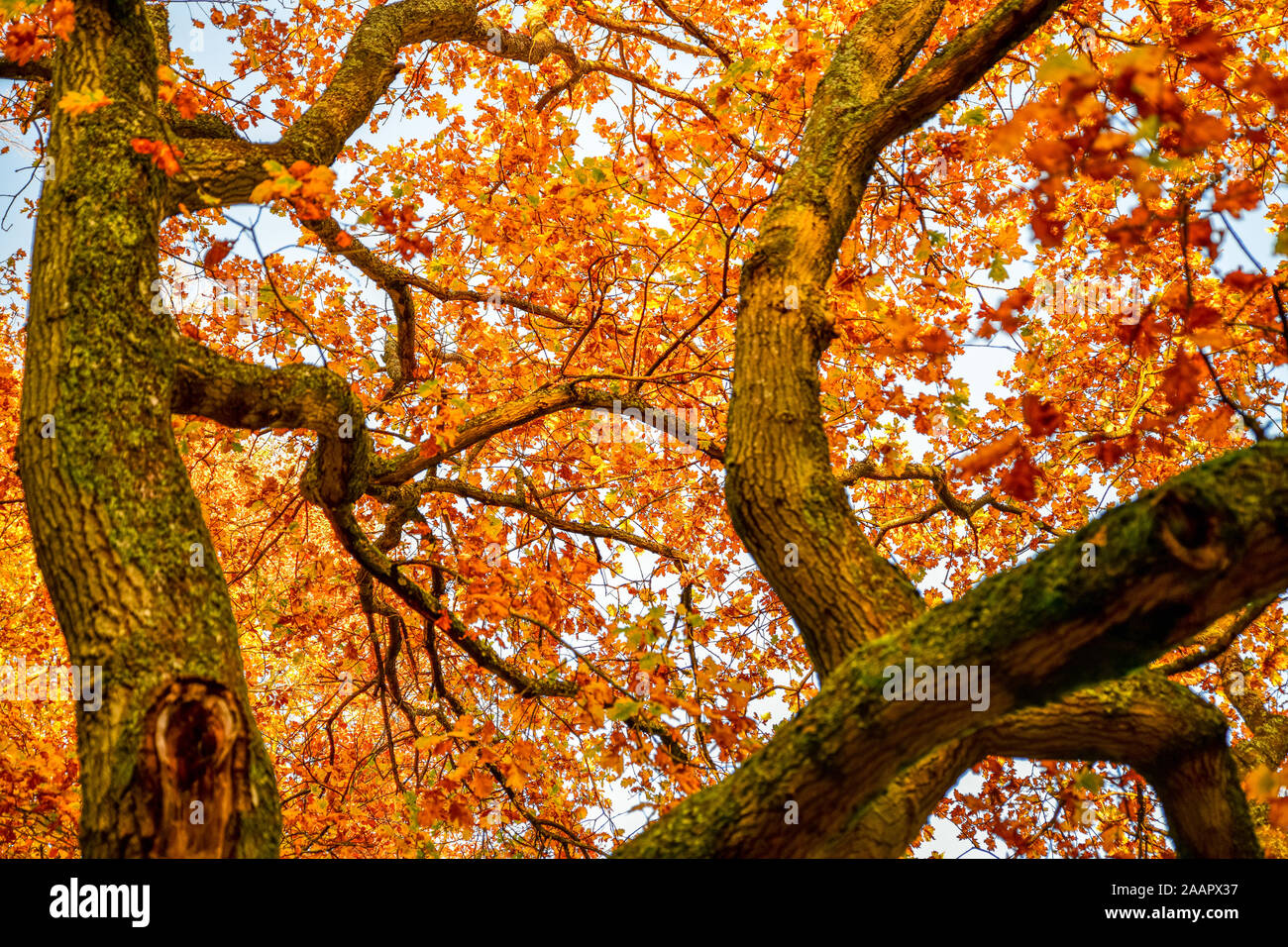 Colourful autumn oak tree leaves and branches. Blenheim Palace ...