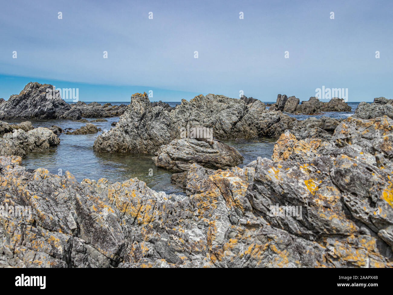Seal hidden in the rocks hi-res stock photography and images - Alamy