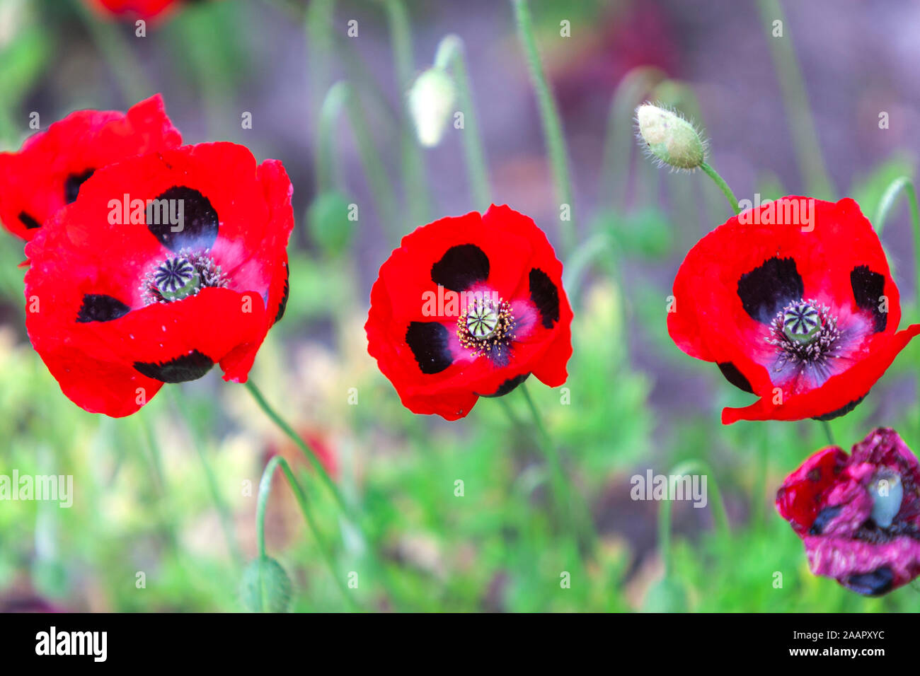 Goliath group hi-res stock photography and images - Alamy