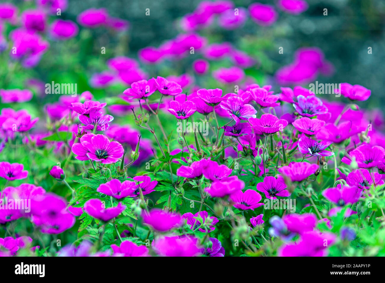 Violet Geranium in a garden Stock Photo - Alamy