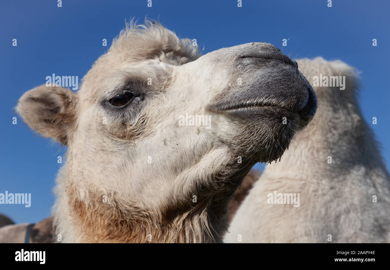 Camelus bactrianus or the domestic Bactrian camel Stock Photo - Alamy
