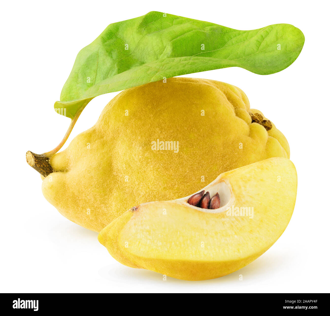 Isolated quince. One fresh quince fruit and a slice isolated on white ...