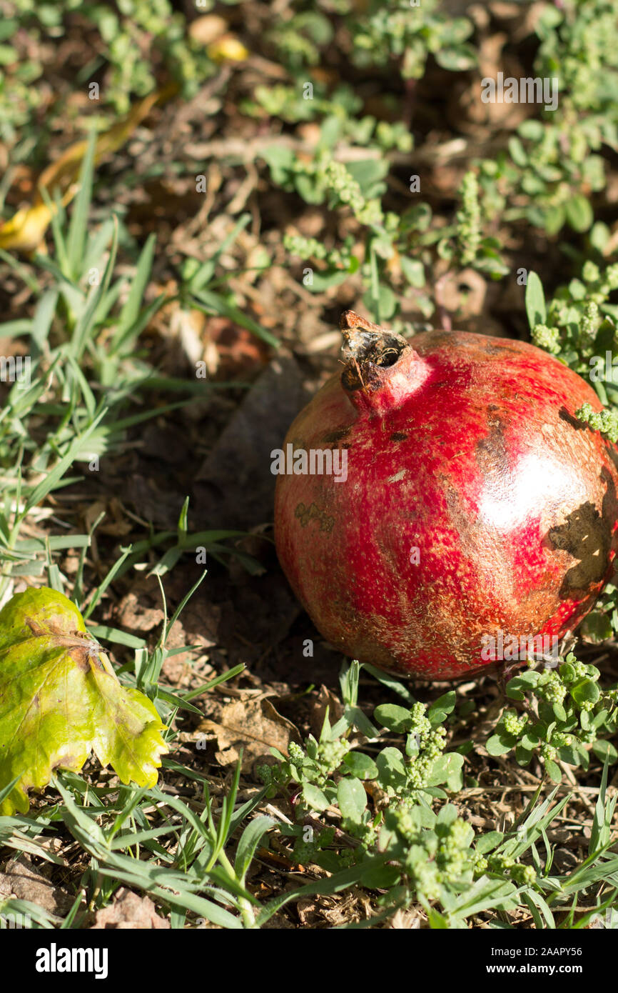 Fallen pomegranate hi-res stock photography and images - Alamy