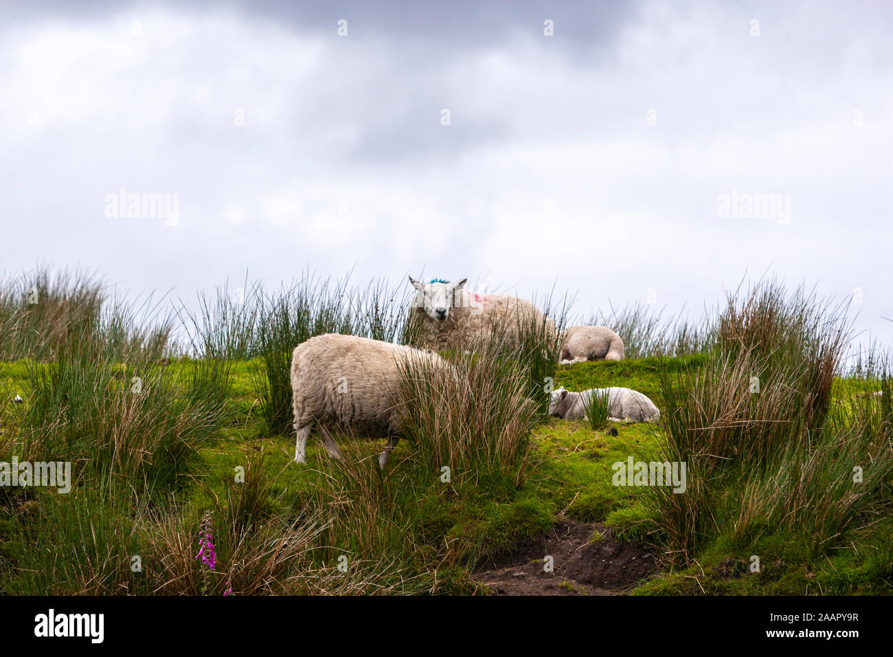 Scottish highlands sheep hi-res stock photography and images - Alamy