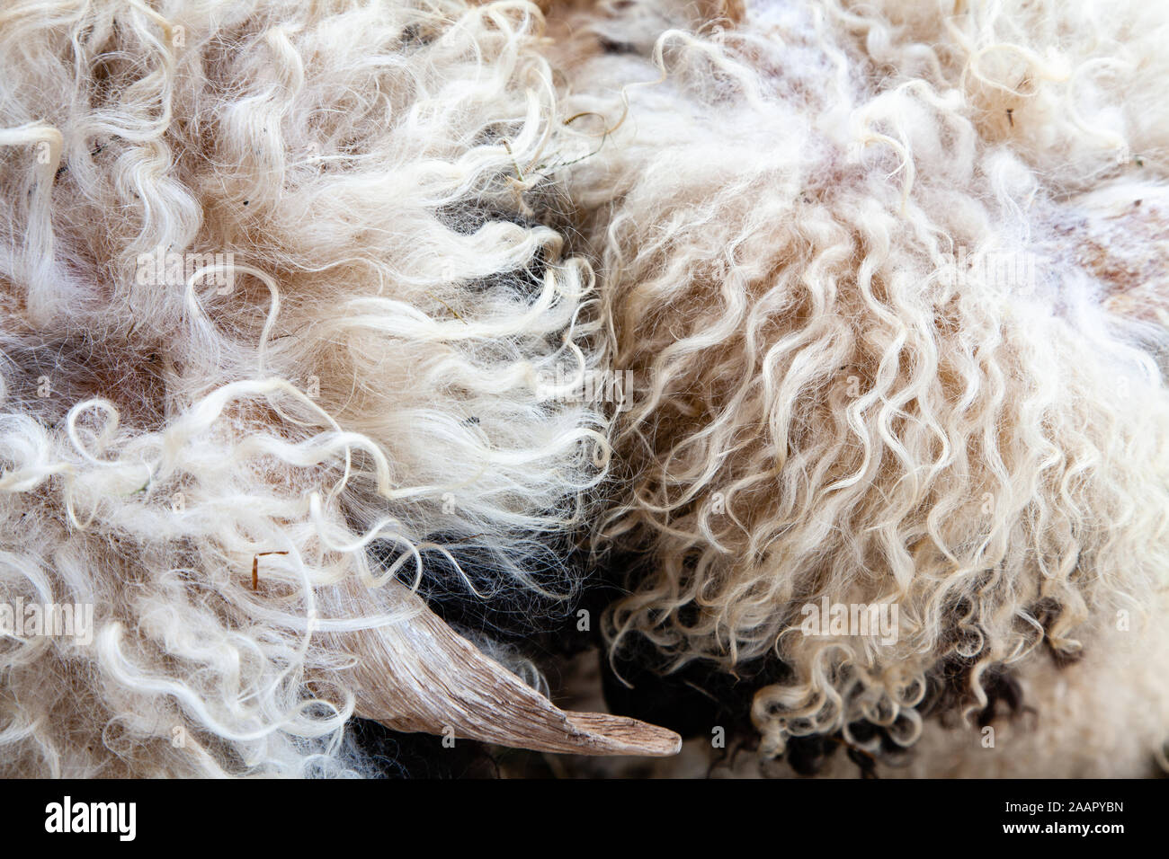 Curly heads hi-res stock photography and images - Alamy