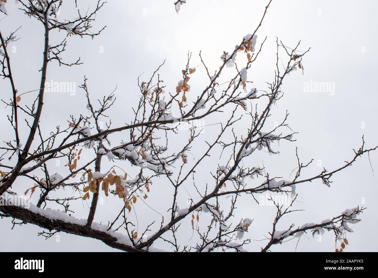 snow on a winter tree branch Stock Photo - Alamy