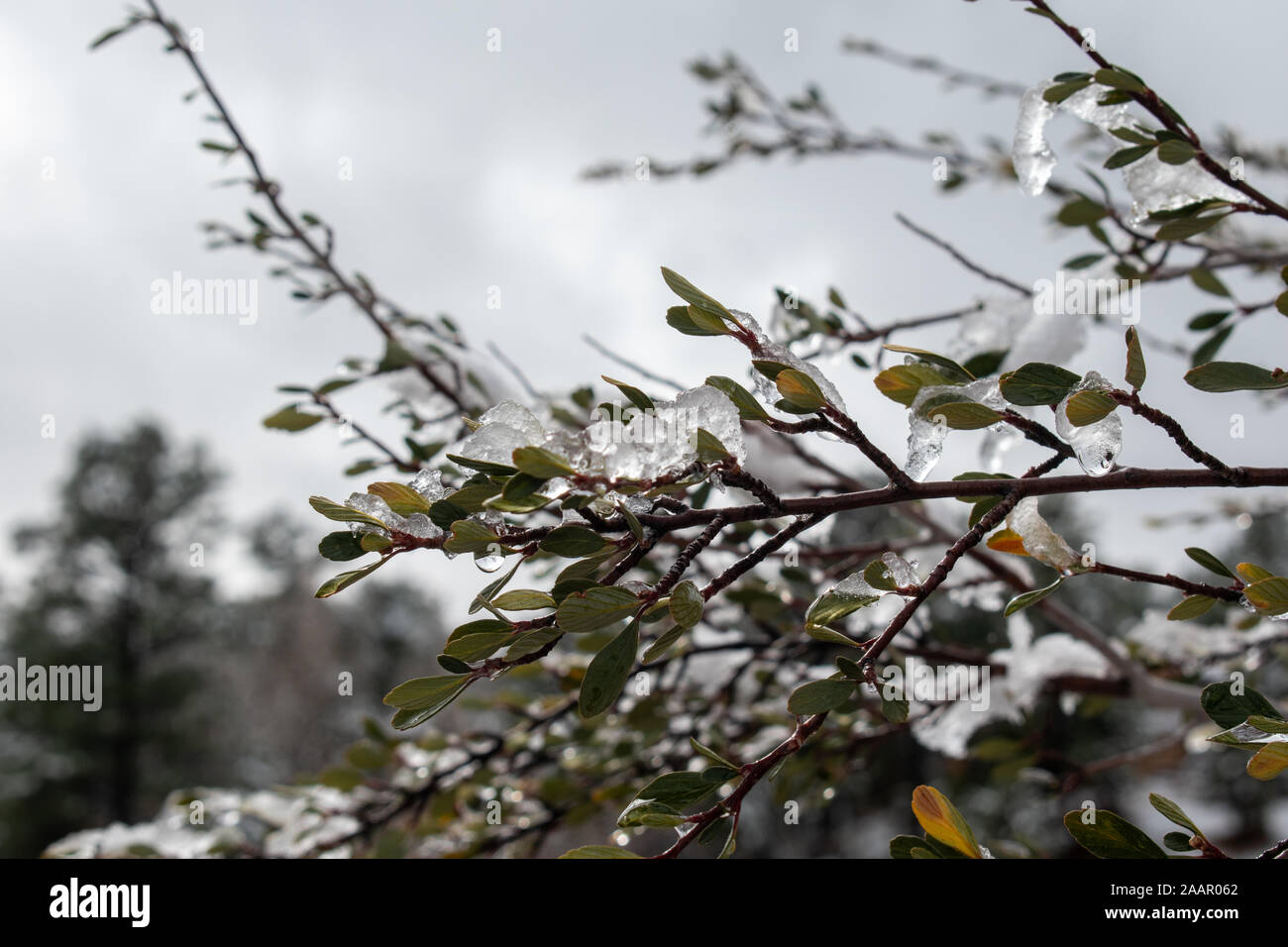 Ice on a tree branch Stock Photo - Alamy