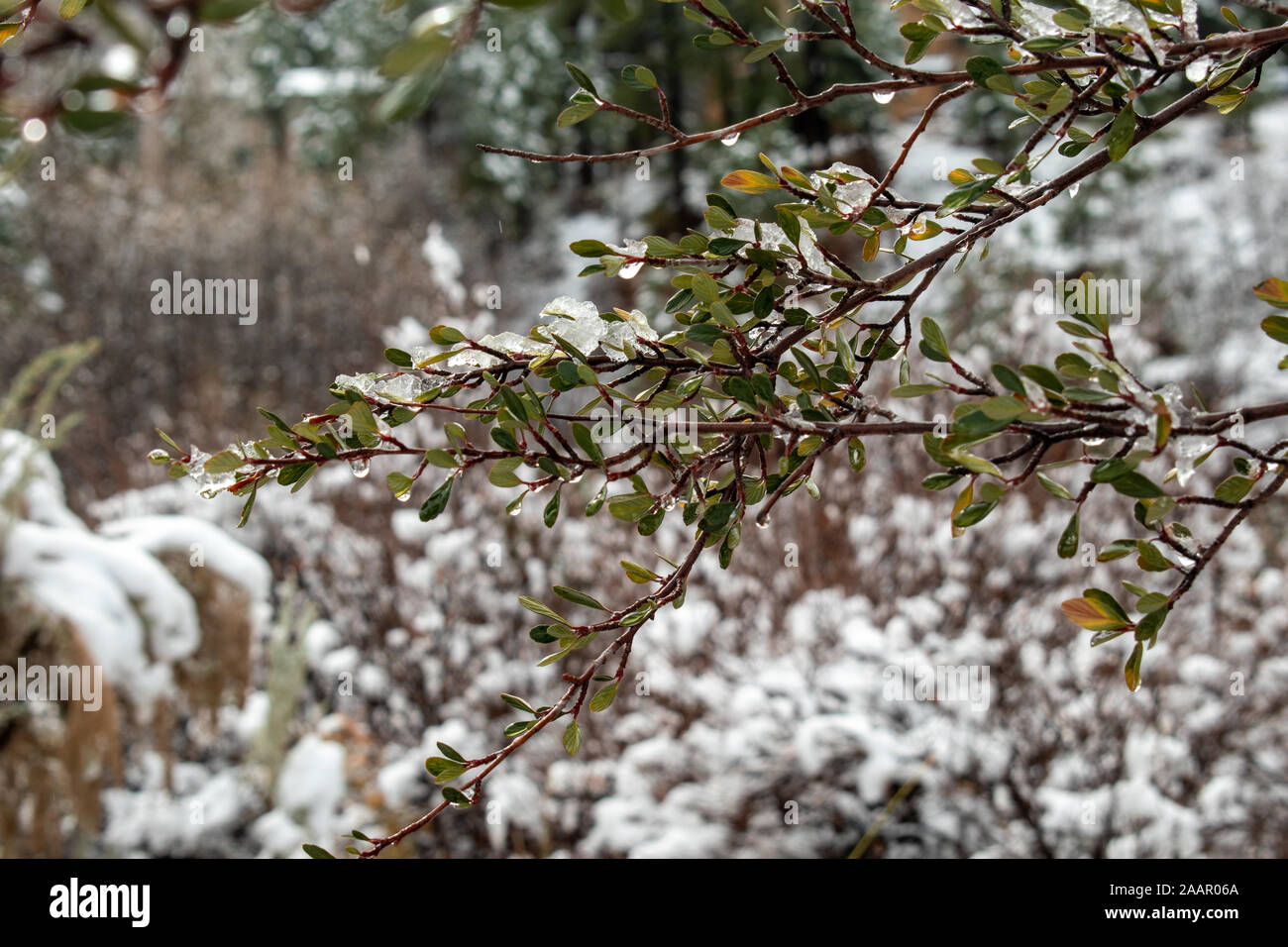 Ice on a tree branch Stock Photo - Alamy