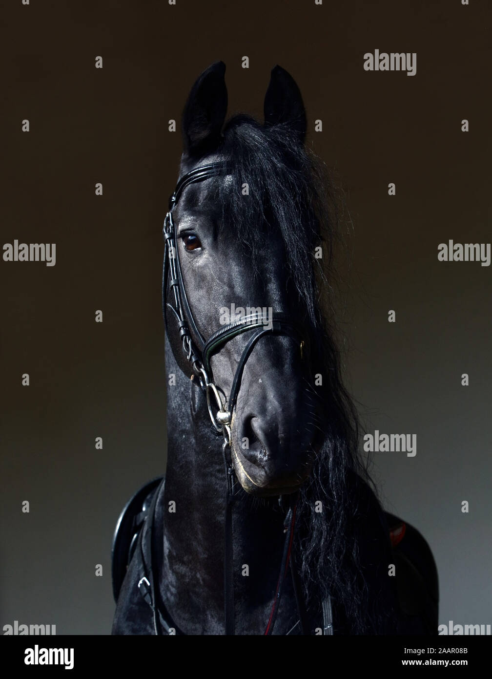 Friesian horse riding hi-res stock photography and images - Alamy