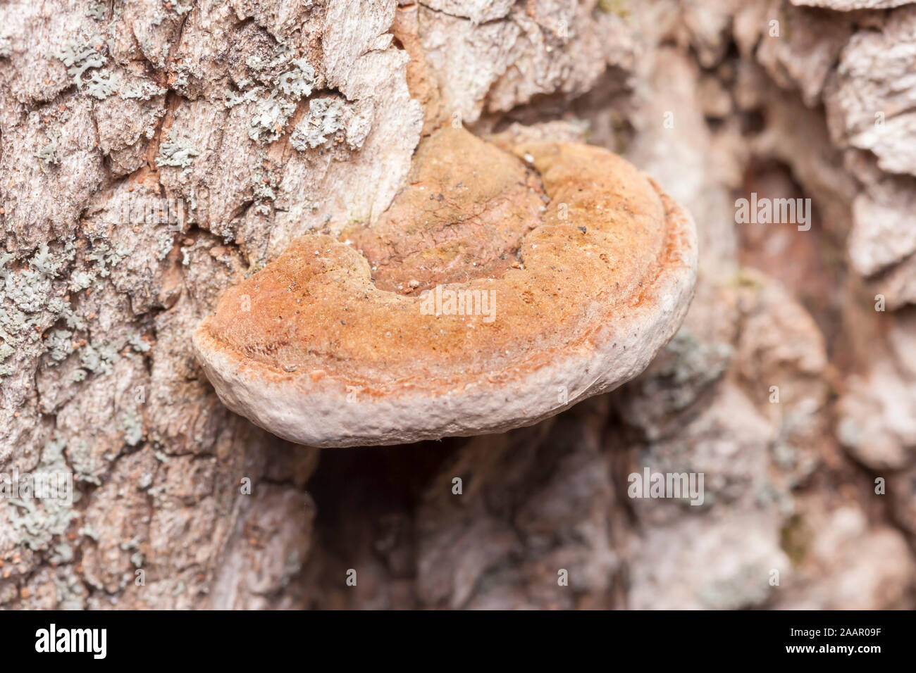 Cracked Cap Polypore (Phellinus robiniae Stock Photo - Alamy