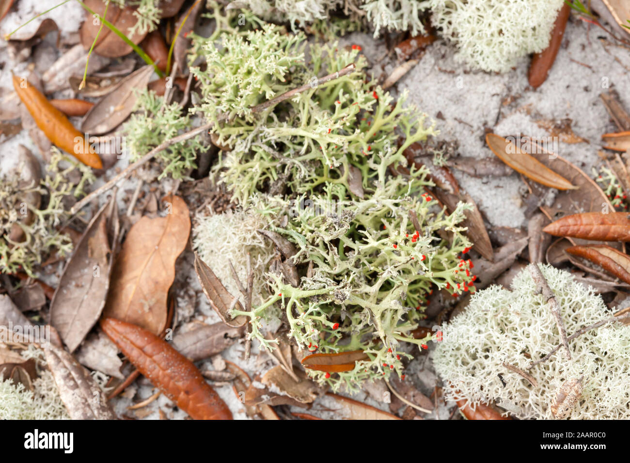 Jester Lichen (Cladonia leporina Stock Photo - Alamy