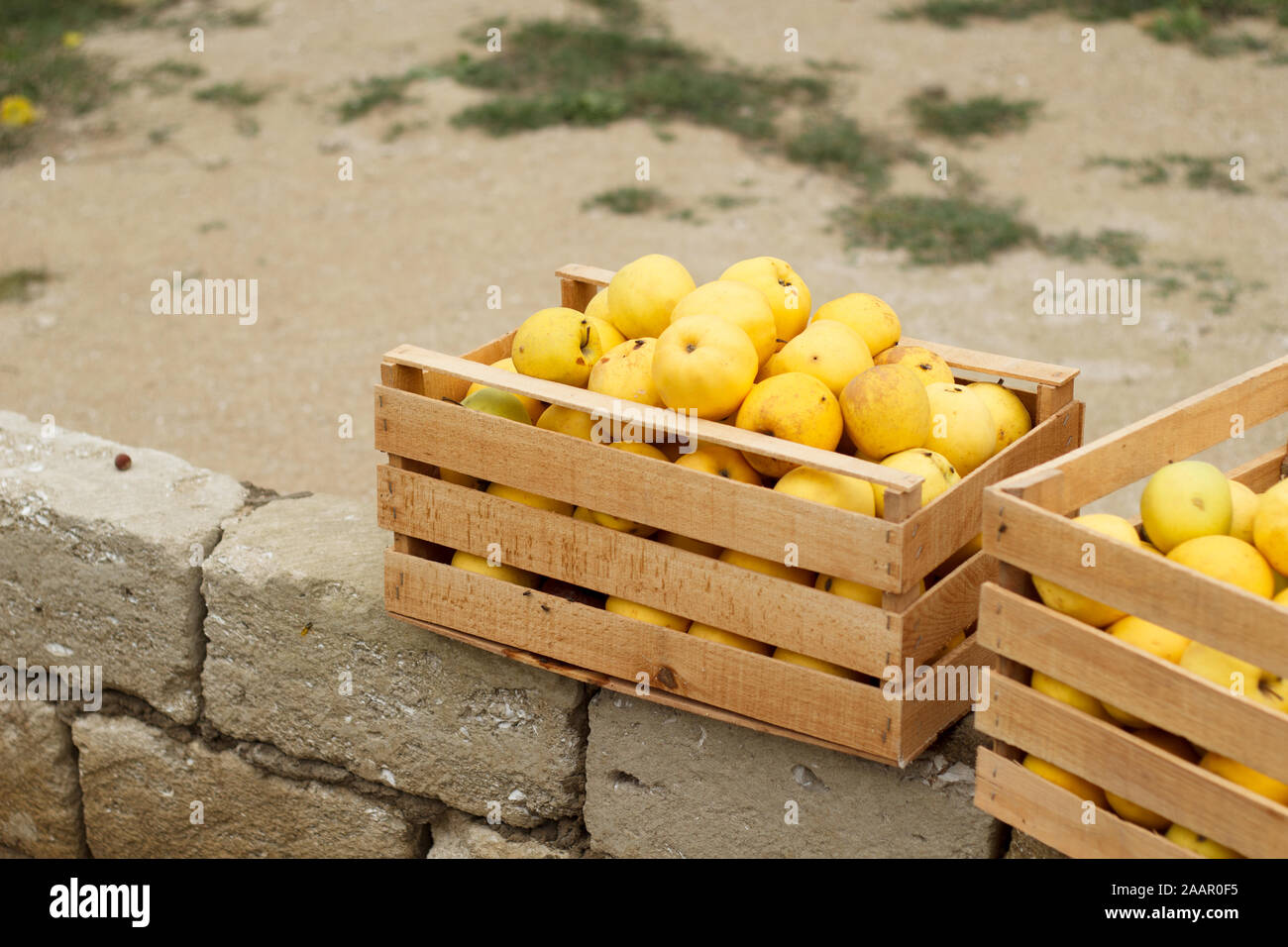 Yellow apples hi-res stock photography and images - Alamy