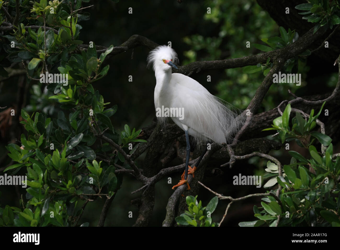 Snowy Egret - Egretta thula - in breeding plumage and coloration ...