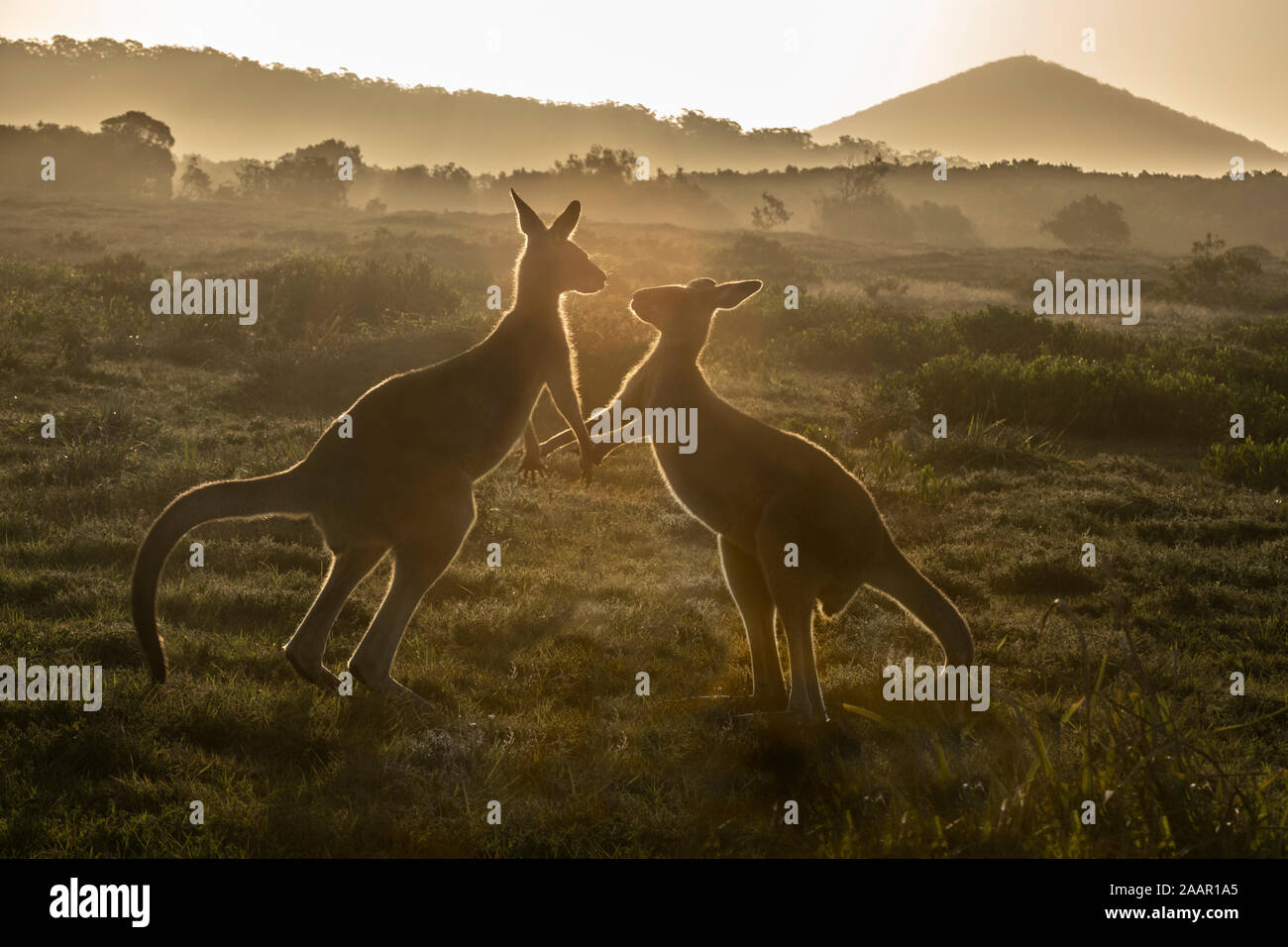young roo bucks play fighting in the setting sun Stock Photo - Alamy