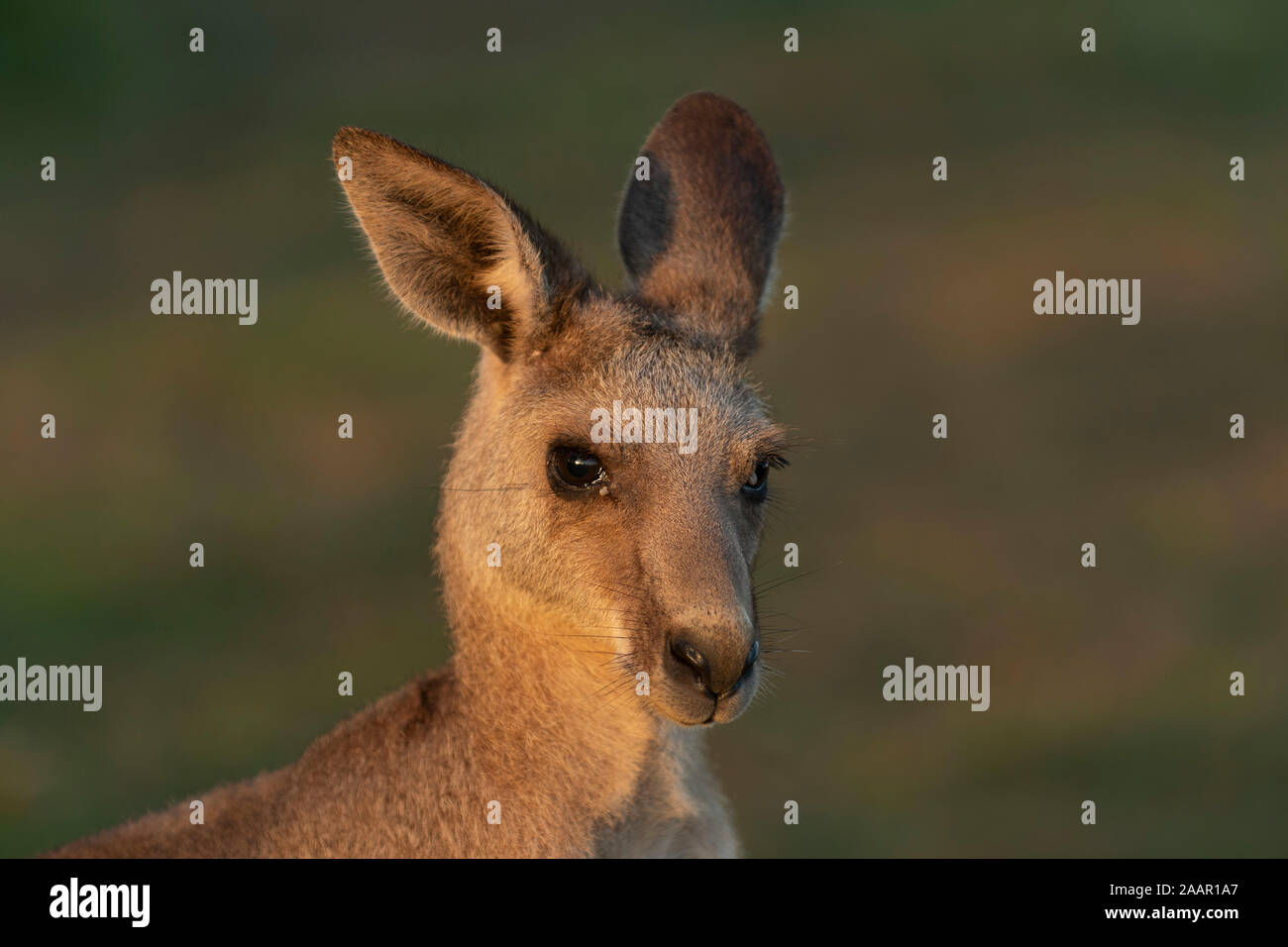 young roo portrait Stock Photo - Alamy